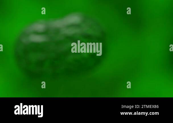 Cells multiplying bacteria virus blood under microscope 4K Stock Video ...