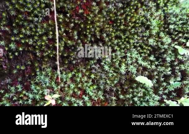 Close up shot of Polytrichum juniperinum, commonly known as juniper ...