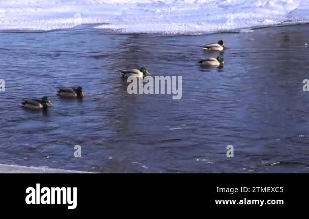 Wintering avifauna Stock Videos & Footage - HD and 4K Video Clips - Alamy