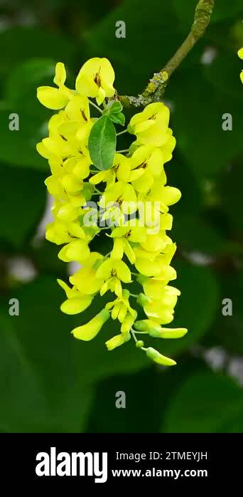 Laburnum tree golden chain Stock Videos & Footage - HD and 4K Video ...