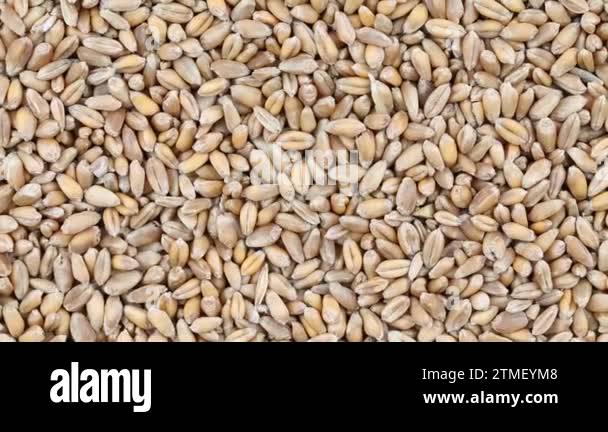 Processed grains Stock Videos & Footage - HD and 4K Video Clips - Alamy