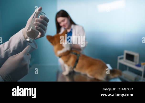 Canine Distemper Vaccine. Protecting Corgi dog against highly ...