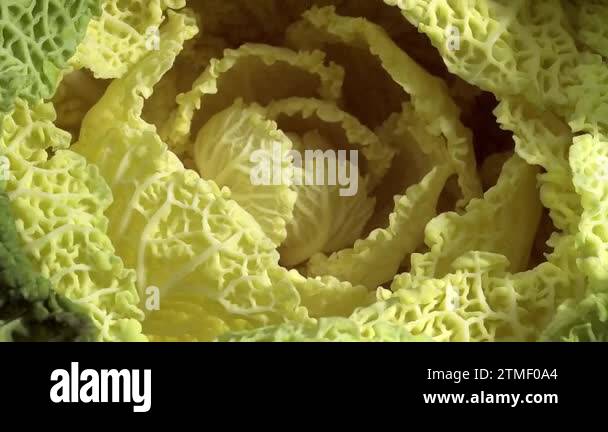 Dwarf Green Cabbage, brassica oleracea, Vegetable against White ...