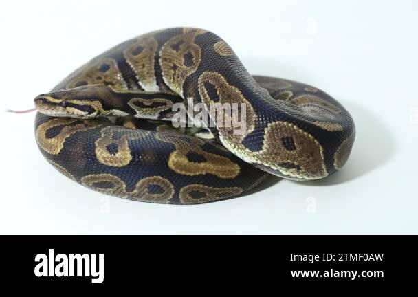 Ball python regius close Stock Videos & Footage - HD and 4K Video Clips ...
