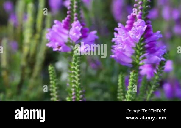 Physostegia, lionshearts, is a genus of flowering plants in family ...