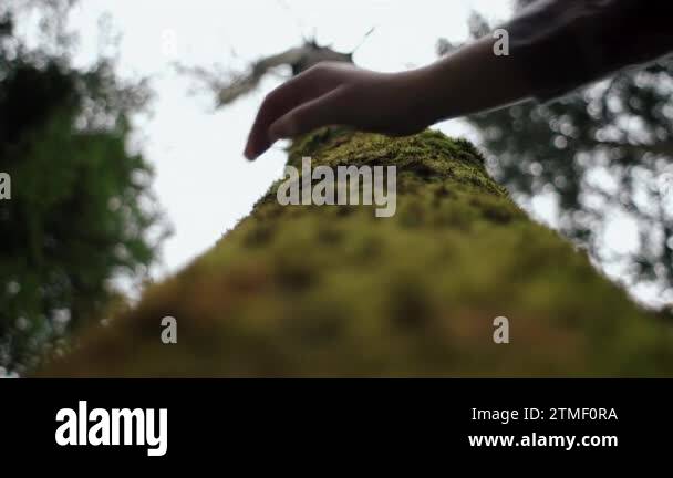 People touching tree trunk Stock Videos & Footage - HD and 4K Video ...