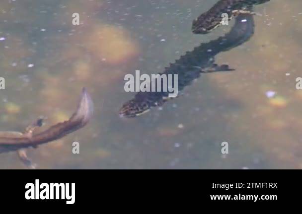 Mating couple of great crested newts or mating salamanders in garden ...