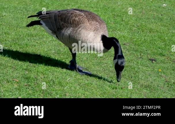 Wild Canadian Geese Feeding on Grass followed by adult Canada goose ...