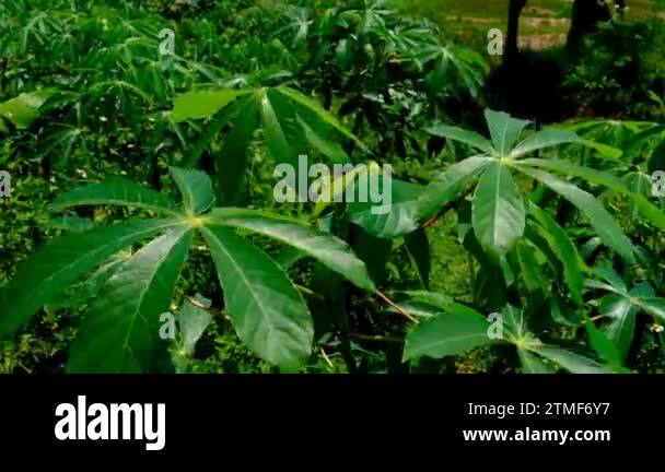 Indonesia plant Stock Videos & Footage - HD and 4K Video Clips - Alamy