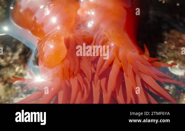 Actinia equina red Stock Videos & Footage - HD and 4K Video Clips - Alamy