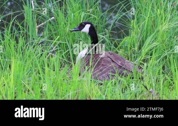 Breeding canada goose in nest with eggs hatching and incubating as ...