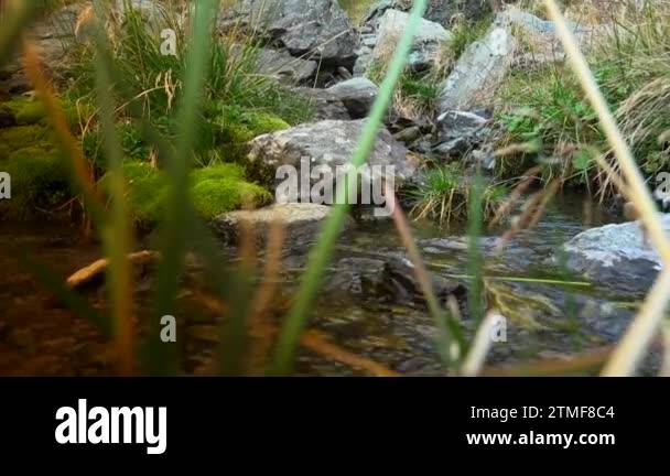 Pure fresh water waterfall in autumn forest,UltraHd 4k, real time Stock ...