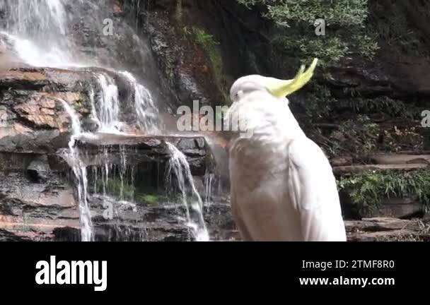 Rare bird wales Stock Videos & Footage - HD and 4K Video Clips - Alamy