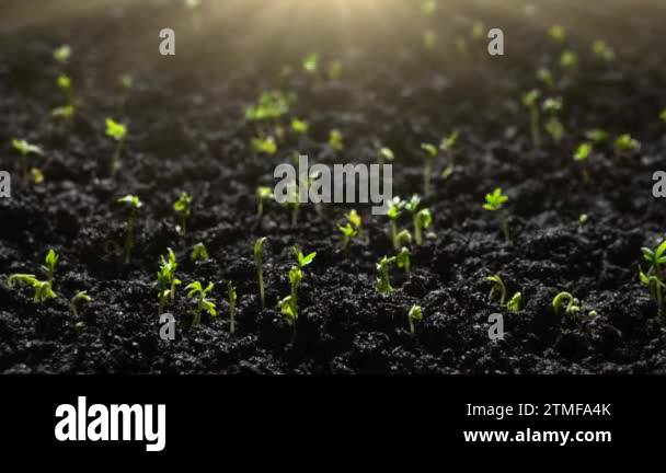 Agriculture. Growing plants in time lapse. Sprout germination at spring. Green seedling in soil ...