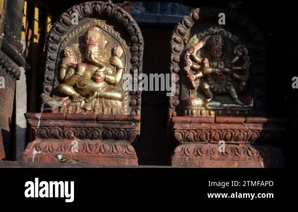 Eastern china fauna Stock Videos & Footage - HD and 4K Video Clips - Alamy