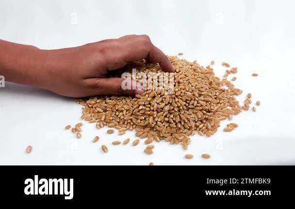 Woman hand picking up wheat grains and sifting grains Wheat grains ...