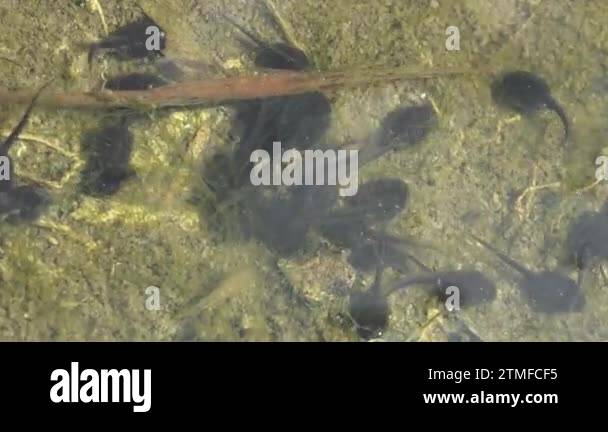 Tadpole, pollywog is larval stage in life cycle of an amphibian, frog ...