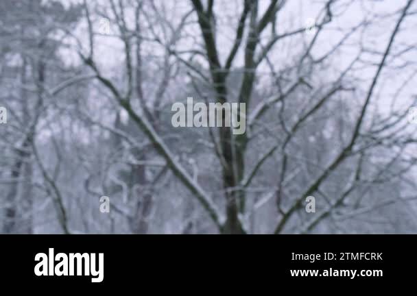 Extreme Falling snow between trees during heavy snowfall in winter city ...