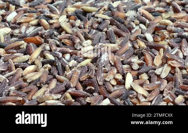 Adult grain weevils sitophilus Stock Videos & Footage - HD and 4K Video ...