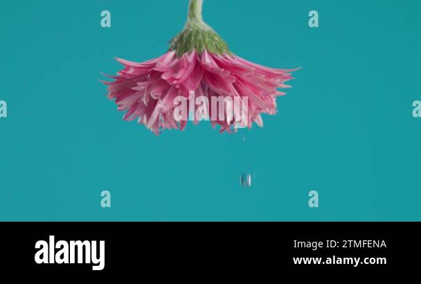 concept of fresh nature illustrated by pink upside down gerbera daisy ...