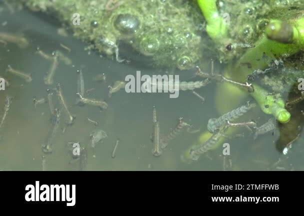 Larvaes Mosquito floats, stage third, larvaes floats on surface among ...