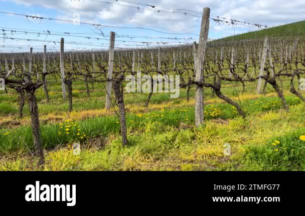 Vineyard at the beginning of spring, the beginning of a new annual ...