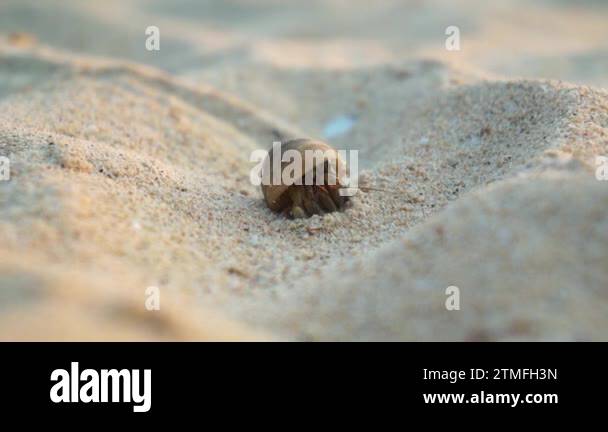 CLOSE UP: Hermit crab in Maldives island Stock Video Footage - Alamy