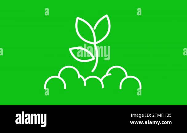 Plant growth white line animation. Animated plant sprouting from soil ...