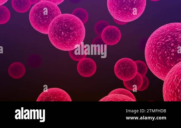Streptococcus bacteria. Streptococcus species are responsible for ...