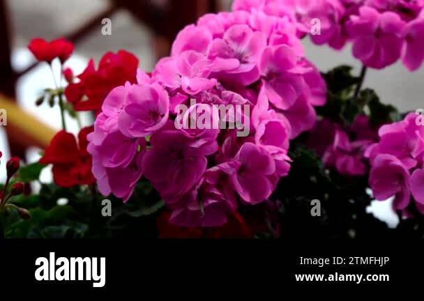 Examples of flora Stock Videos & Footage - HD and 4K Video Clips - Alamy