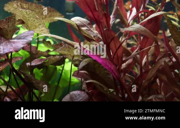 Alternanthera Reineckii, amazonian plant, popular aquatic plant species ...