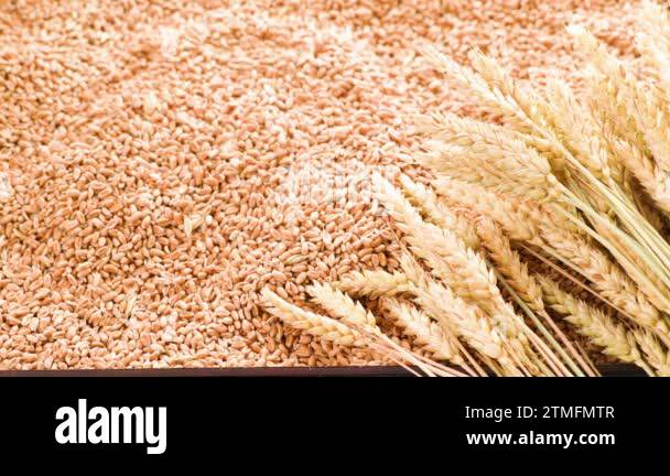Cultivation and processing of wheat. Woman touches wheat grains and ...
