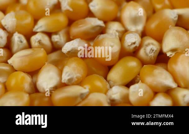 Kernel of maize Stock Videos & Footage - HD and 4K Video Clips - Alamy