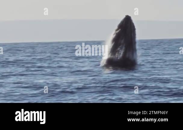 Majestic Humpback Whale Breaching Ocean Surface in a Powerful Display ...