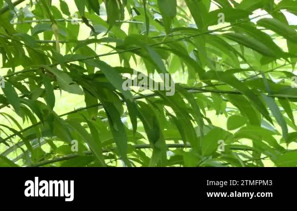 Salix babylonica (Babylon willow or weeping willow) is species of willow native to dry areas of ...