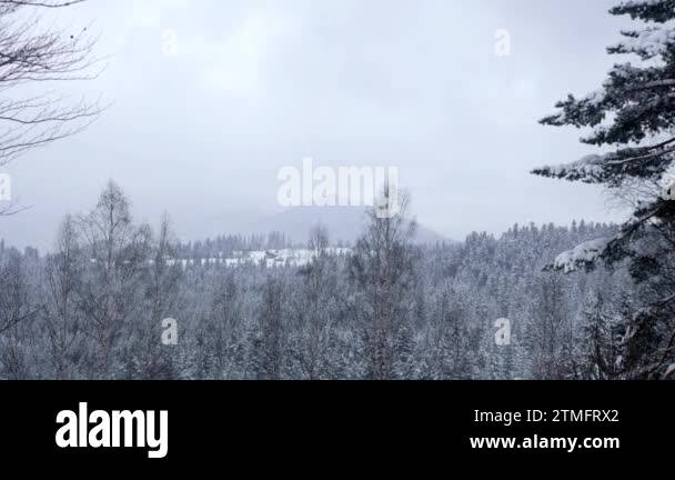 Snowfall in a forested valley with a mountain in the background ...