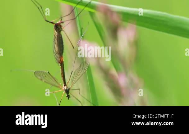 Crane fly couple showing mating behavior in spring for reproduction of ...