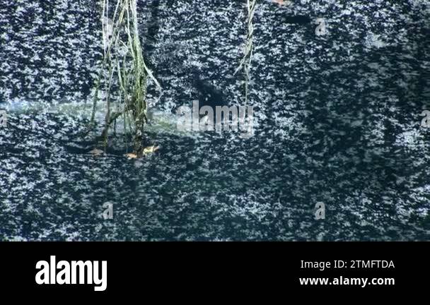 Grand bahama fish Stock Videos & Footage - HD and 4K Video Clips - Alamy