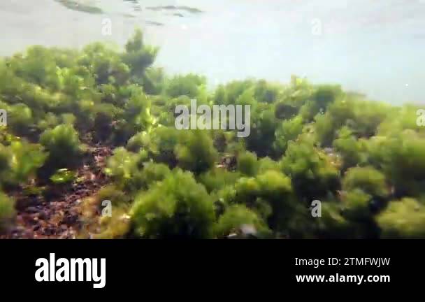 Green algae in transparent water swaying from ebb and flow of sea wave ...
