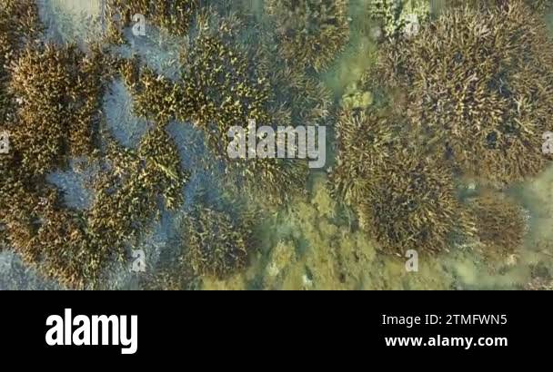 aerial top view Various types of corals in the sea of Phuket near the ...