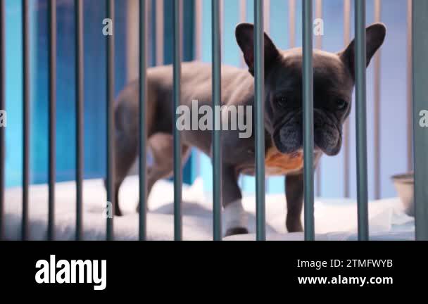 Temporary cage Stock Videos & Footage - HD and 4K Video Clips - Alamy