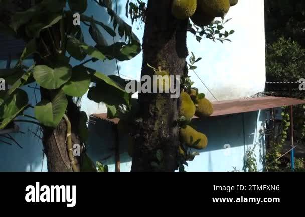 Close up of Jack fruits ( Artocarpus heterophyllus ) hanging on a tree ...