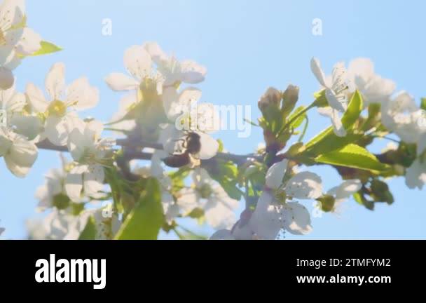 Bee cherry tree pollinator Stock Videos & Footage - HD and 4K Video ...