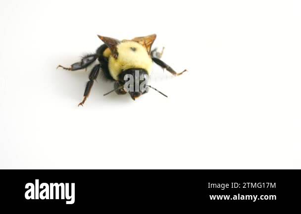 Frozen bee Stock Videos & Footage - HD and 4K Video Clips - Alamy