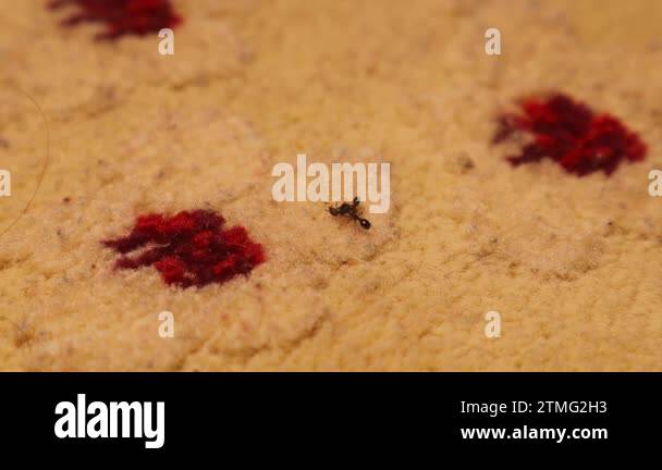 A worker ant finds a dead ant and carries it in a majestic scene that ...