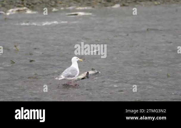 A seagull startled by flapping tail fins of dying fish. Slow motion ...