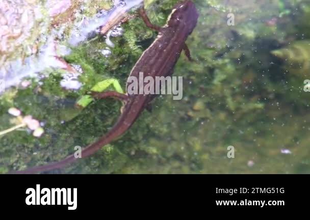 Mating couple of great crested newts or mating salamanders in garden pond mating season show ...