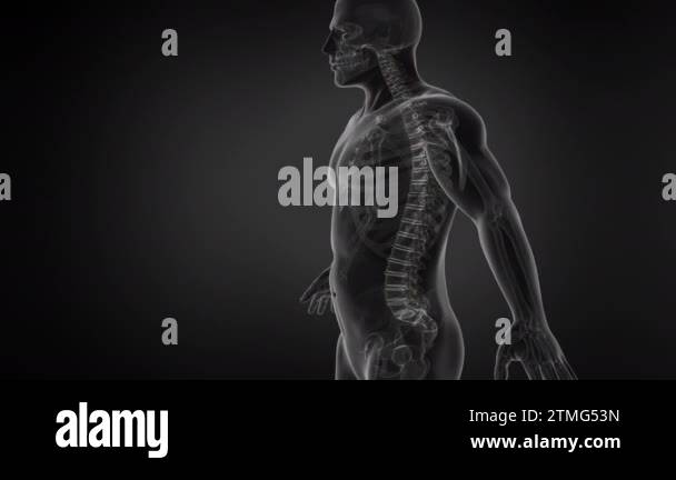 Anatomy of Human Spine Structure Seamless Loop Animation Stock Video ...