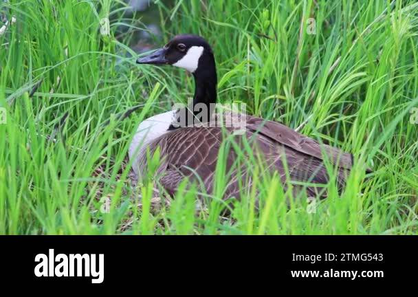 Breeding canada goose in nest with eggs hatching and incubating as ...