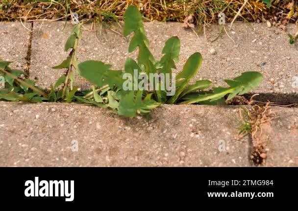 Old pavement with weeds in the park. Moss and weeds on the pavement ...